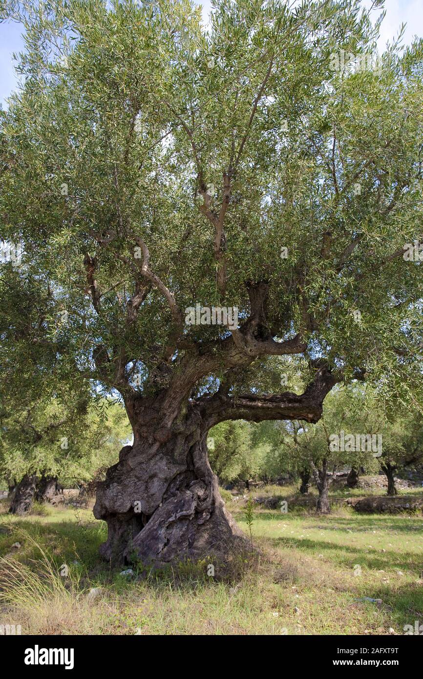 Old knobby Olive tree, Olive tree (Olea europaea) at Limni Keriou ...