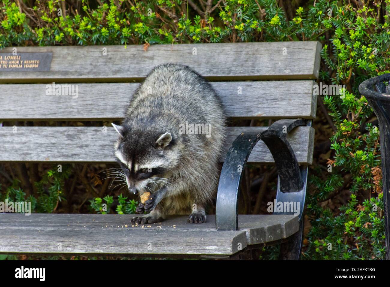 Raccoon garbage can hi-res stock photography and images - Alamy
