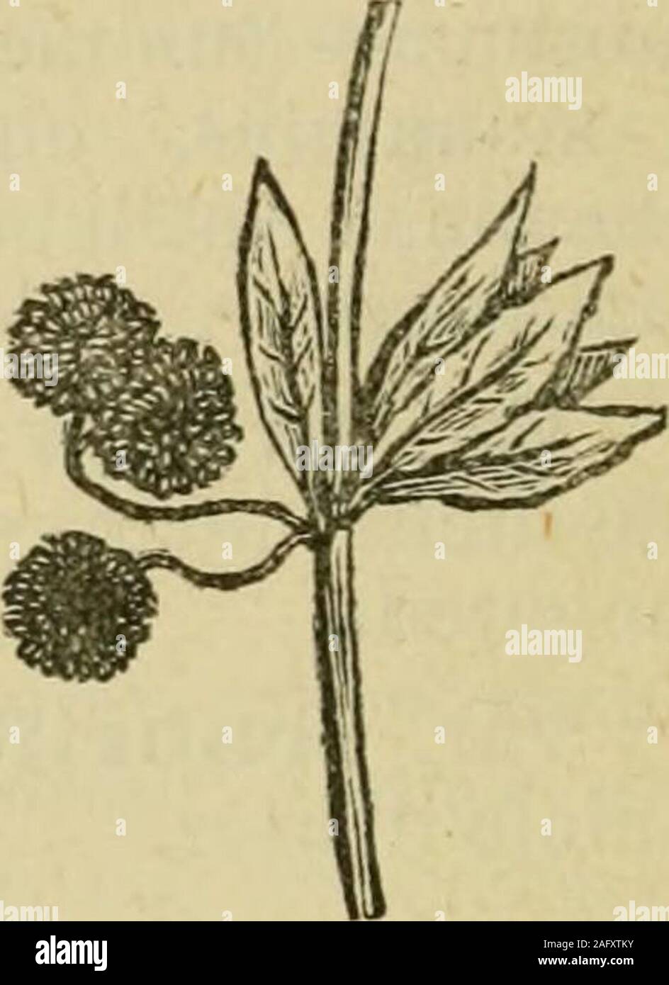 Filiform needle hi-res stock photography and images - Alamy
