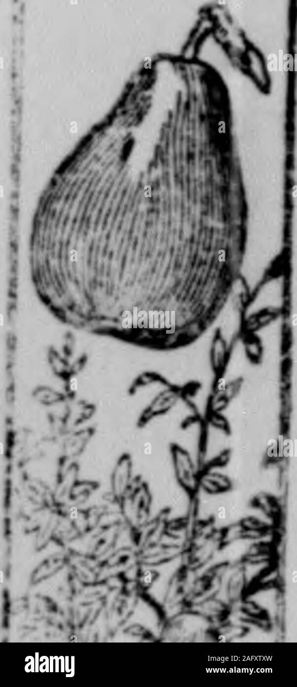 Savannah fruit Black and White Stock Photos & Images - Alamy