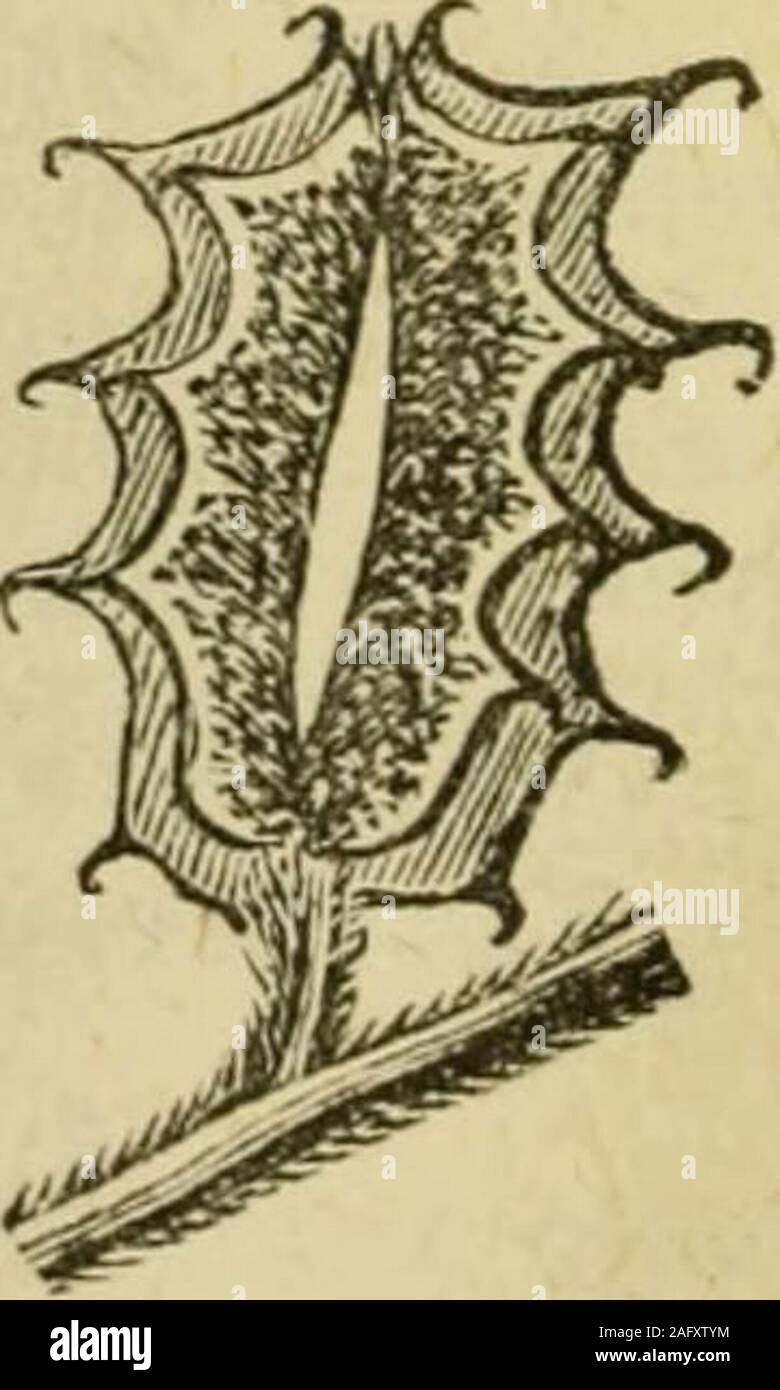 Oblong elliptical leaves hi-res stock photography and images - Alamy