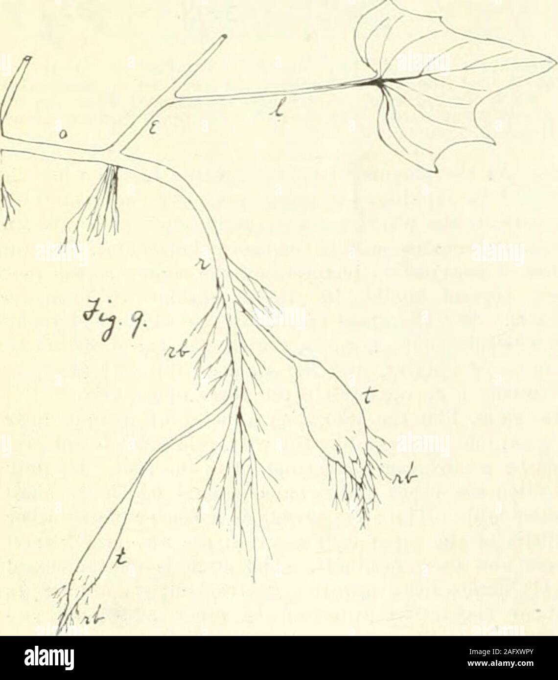 6 point leaf hi-res stock photography and images - Alamy