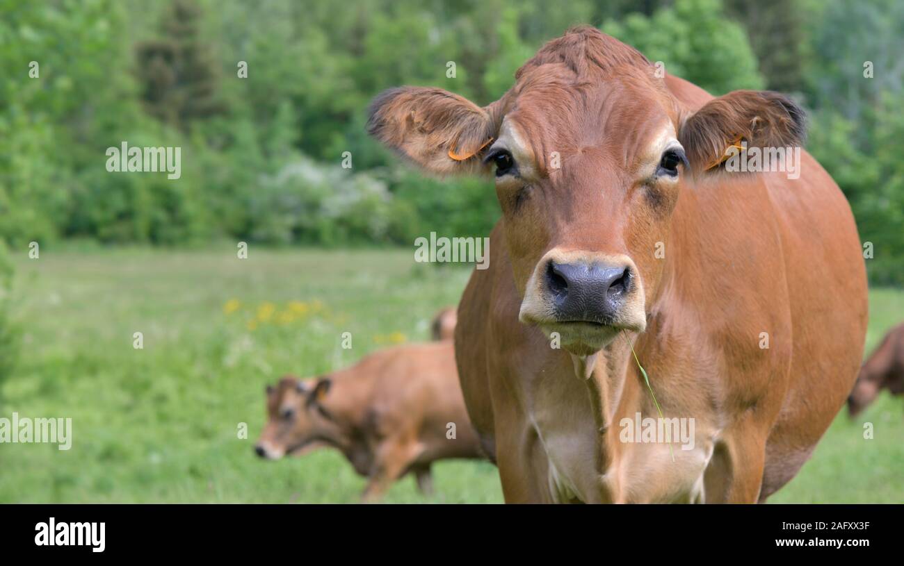 beautiful portrait of brown cow in alpine meadow Stock Photo - Alamy