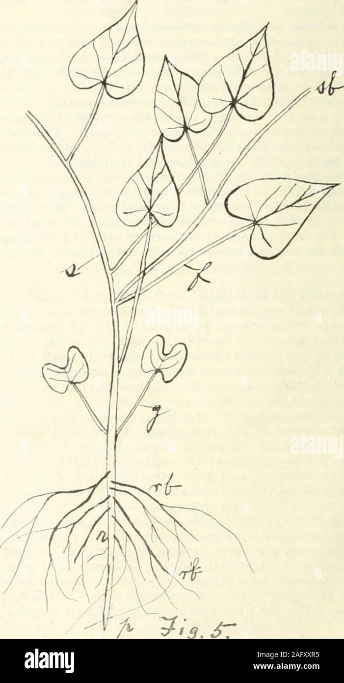 . The Pharmaceutical era. ^S. ^ Lower portion of plant of morning glory ...