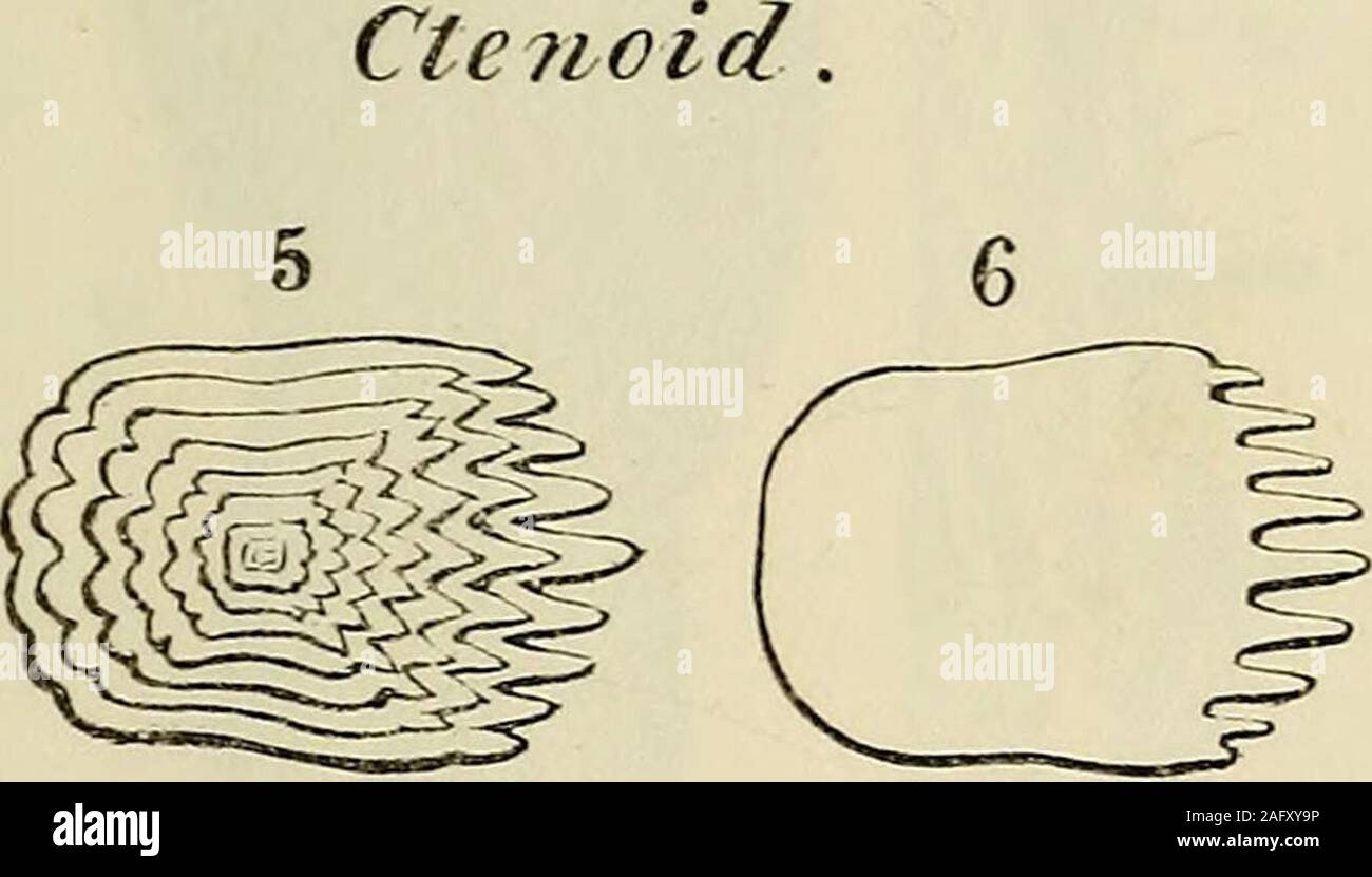 Ganoid High Resolution Stock Photography and Images - Alamy