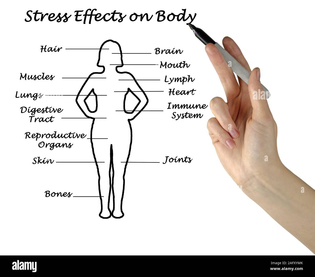 Female muscles diagram Cut Out Stock Images & Pictures - Alamy