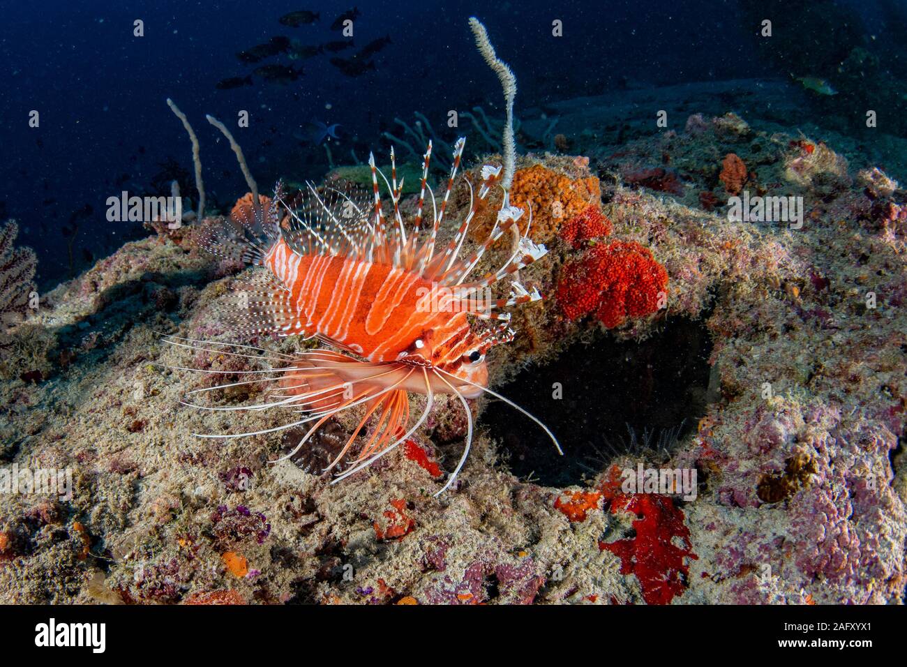 Scorpion Lion fish underwater portrait Stock Photo - Alamy