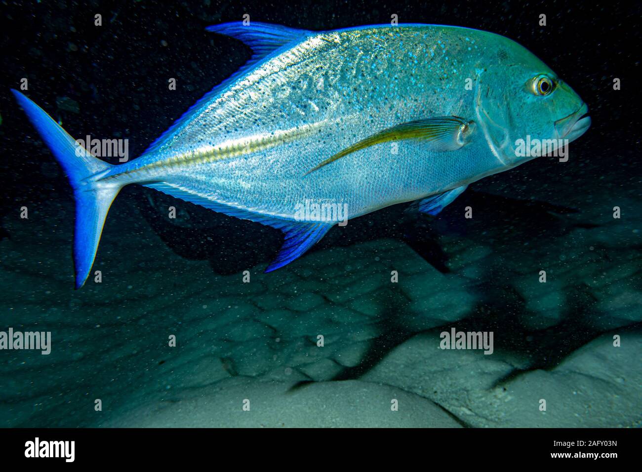 Giant trevally caranx fish on the black night dive background Stock ...