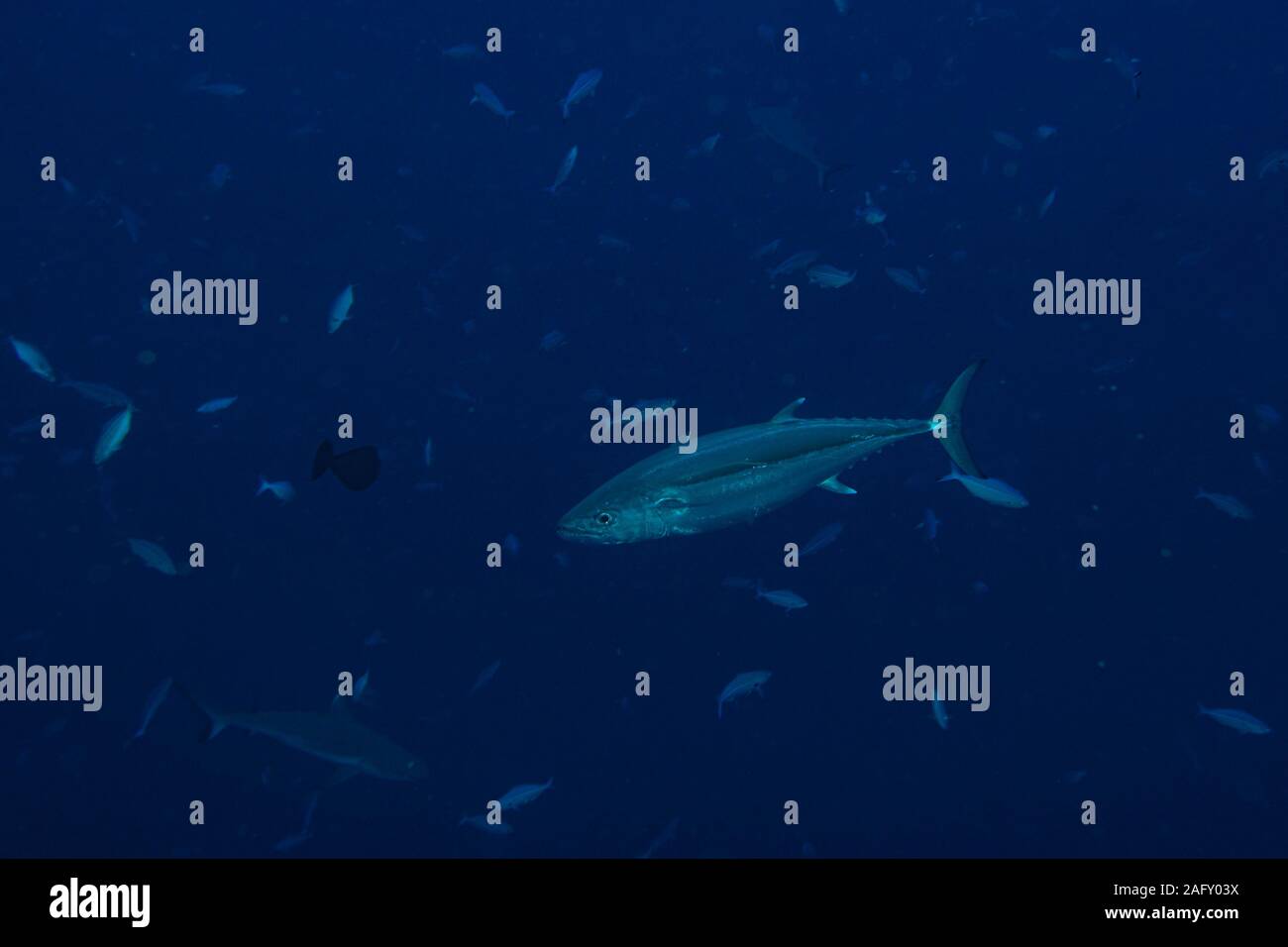 Yelllowfin tuna underwater in the deep blue sea with sharks Stock Photo ...