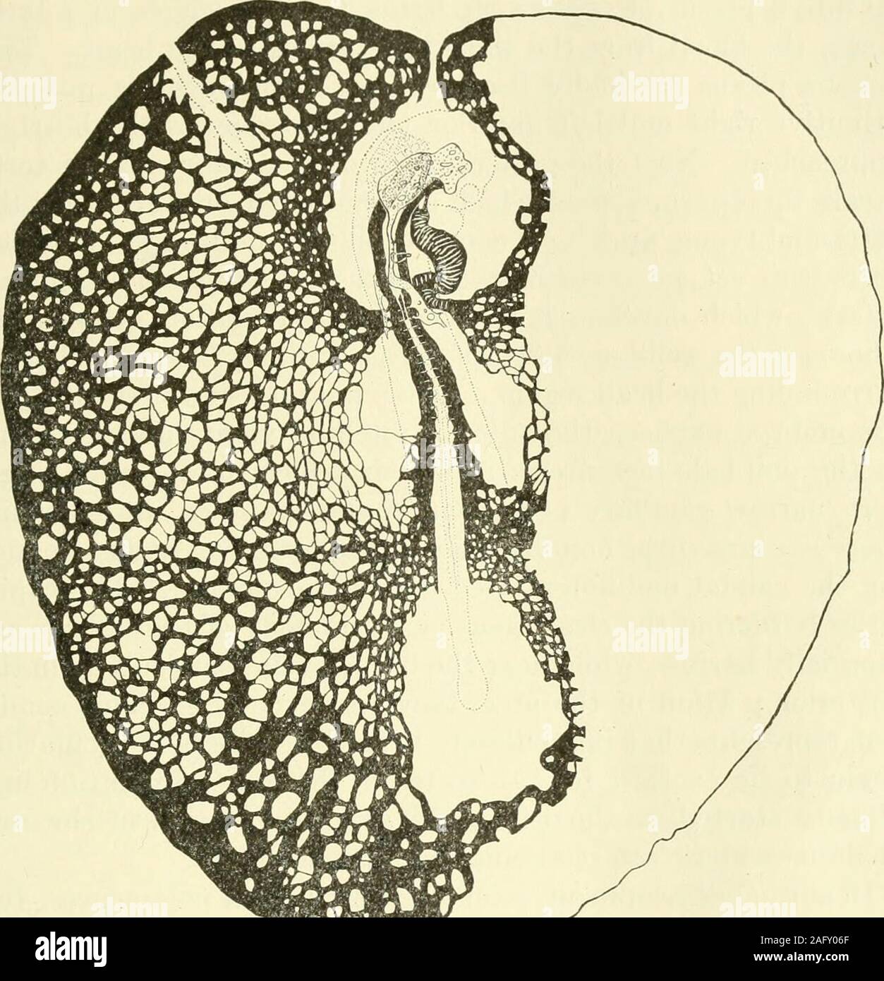 Extra embryonic hi-res stock photography and images - Alamy