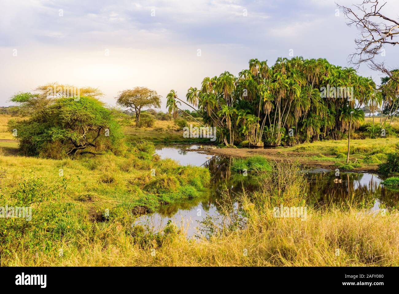 Beautiful African Safari Landscape