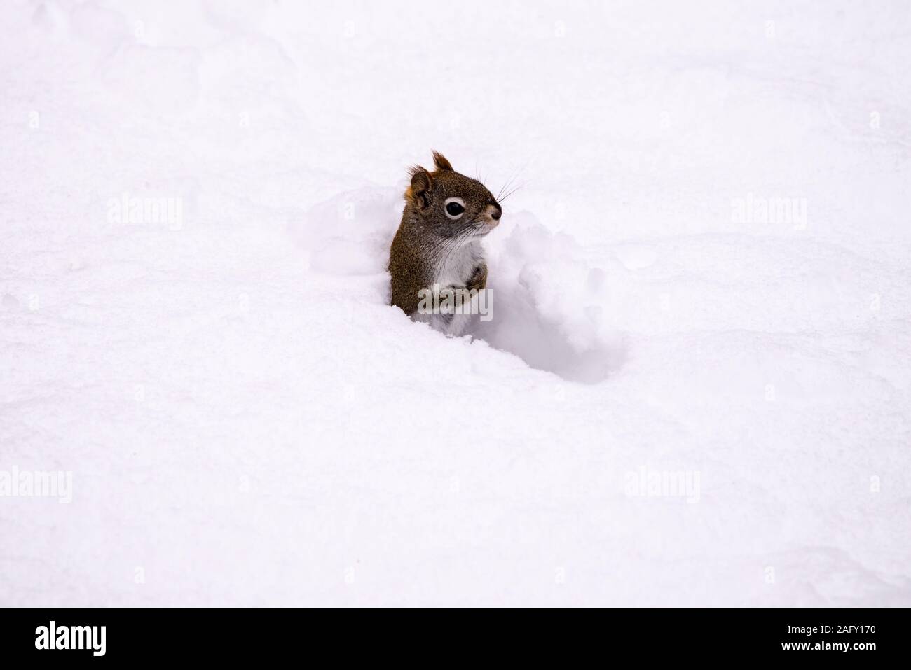 Little squirrel playing hide and seek in the snow Stock Photo - Alamy