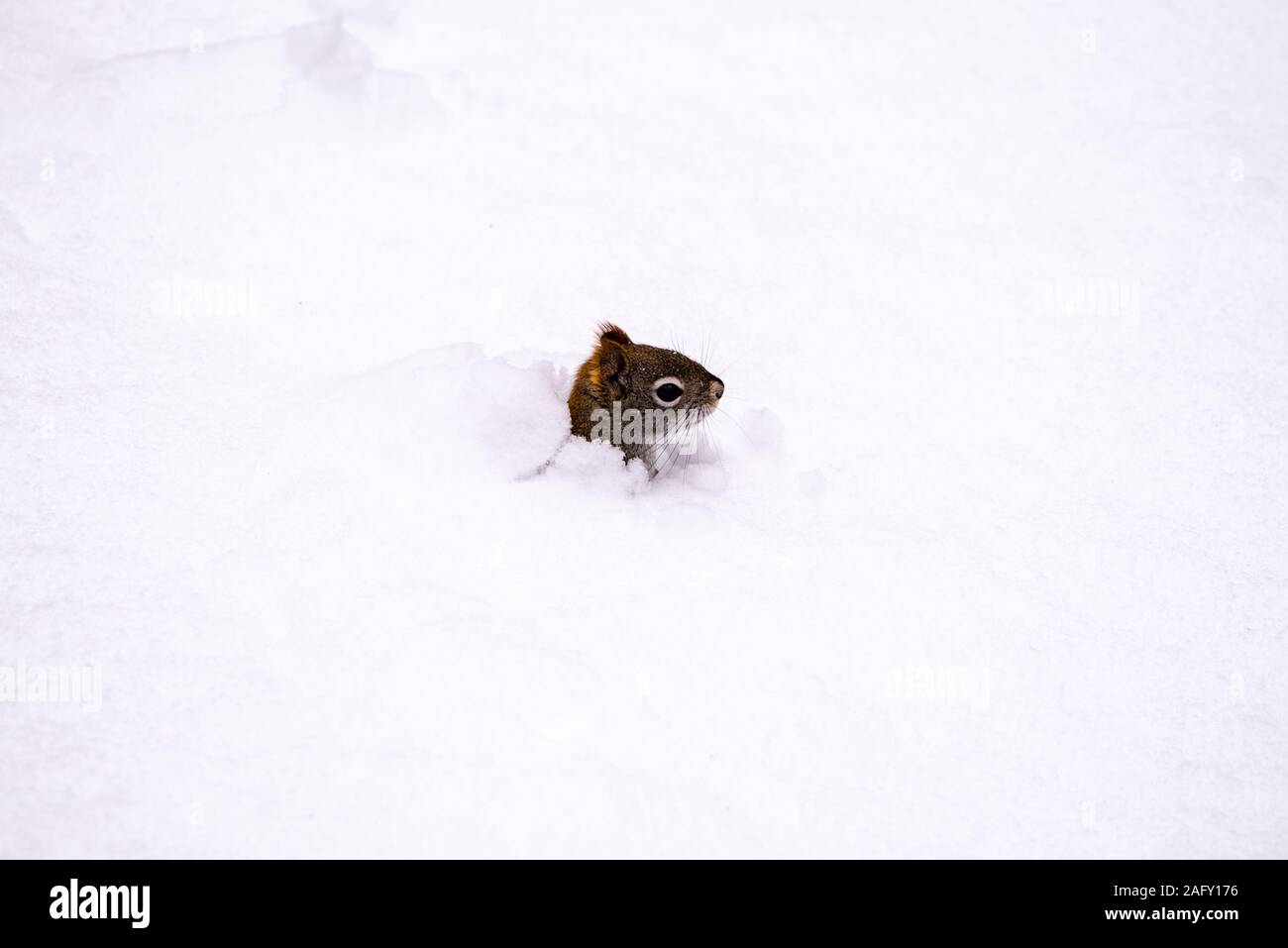 Little squirrel playing hide and seek in the snow Stock Photo - Alamy