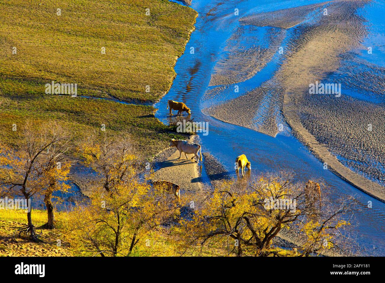 Cattle drinking from river Stock Photo - Alamy