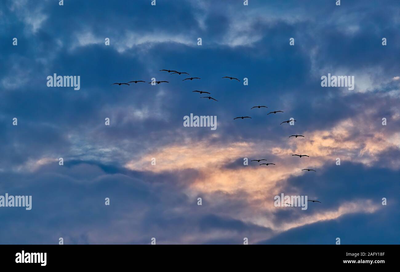 Flock flying flight sun sky hi-res stock photography and images - Alamy