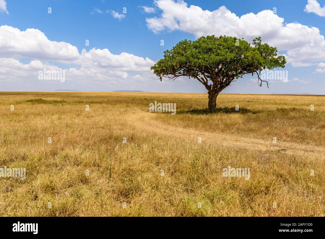 Panoramic image of a lonely acacia tree in Savannah in Serengeti ...
