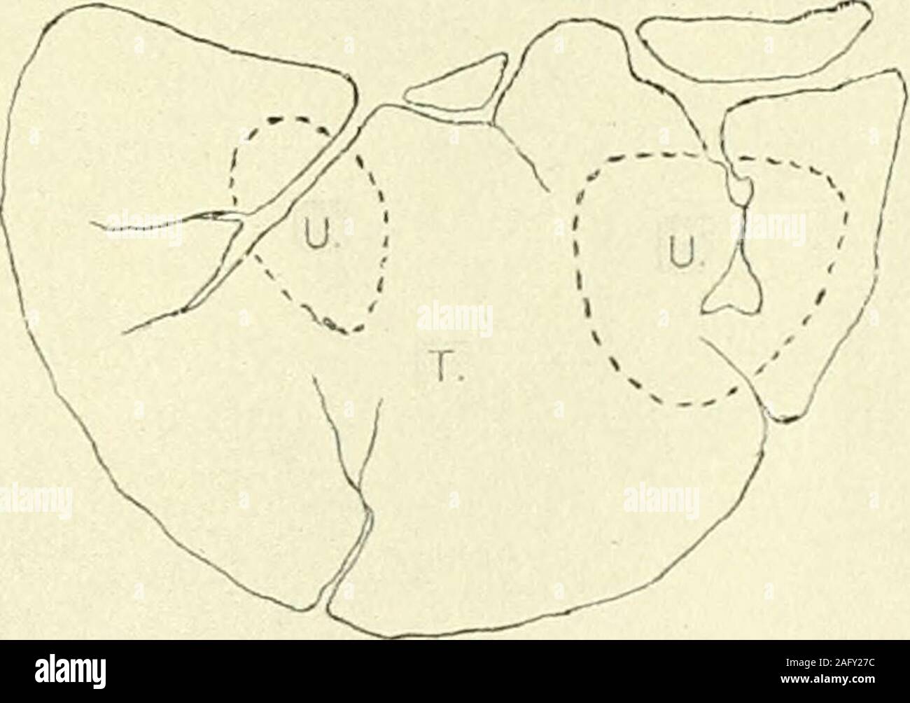 . The American journal of anatomy. 22 b Stock Photo - Alamy