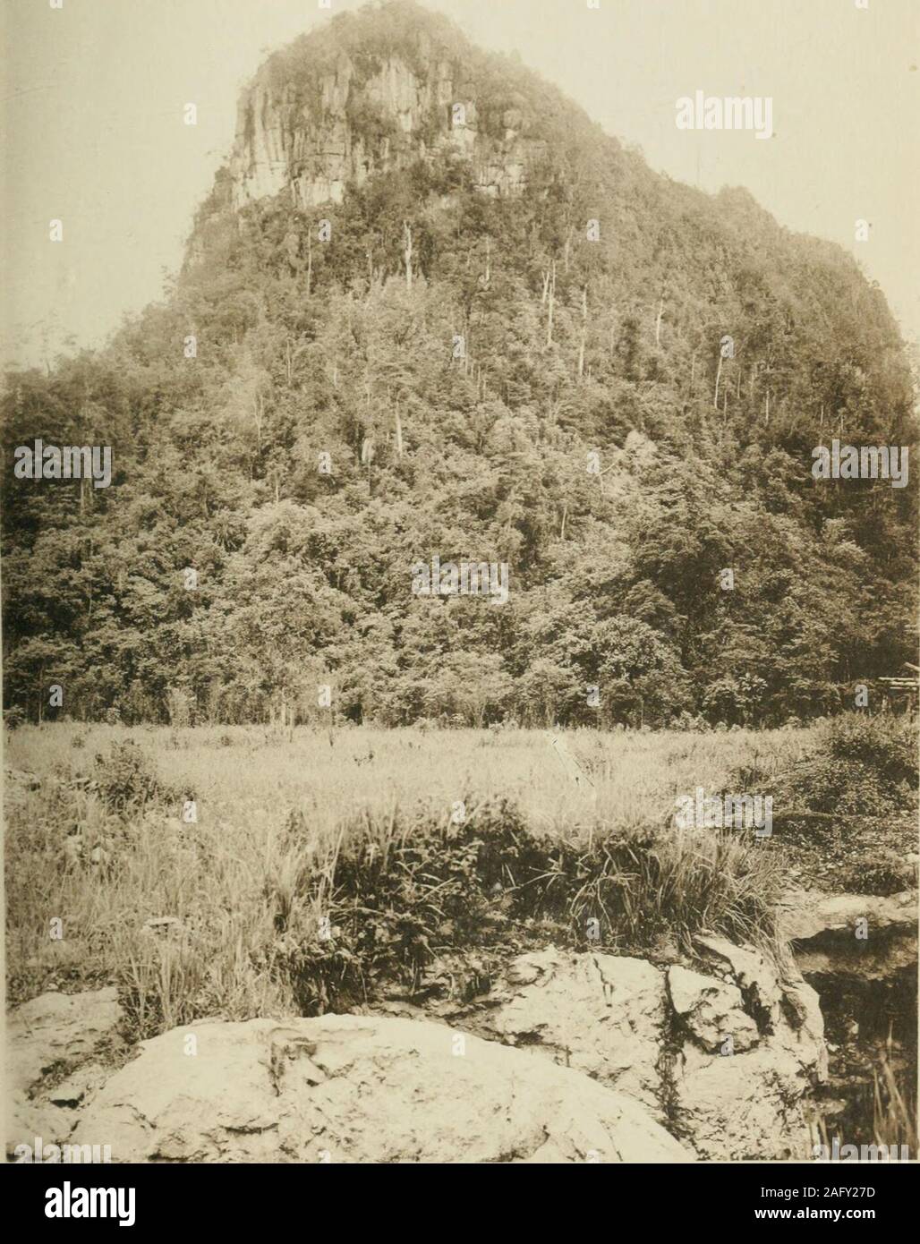 Gutta percha tree hi-res stock photography and images - Alamy