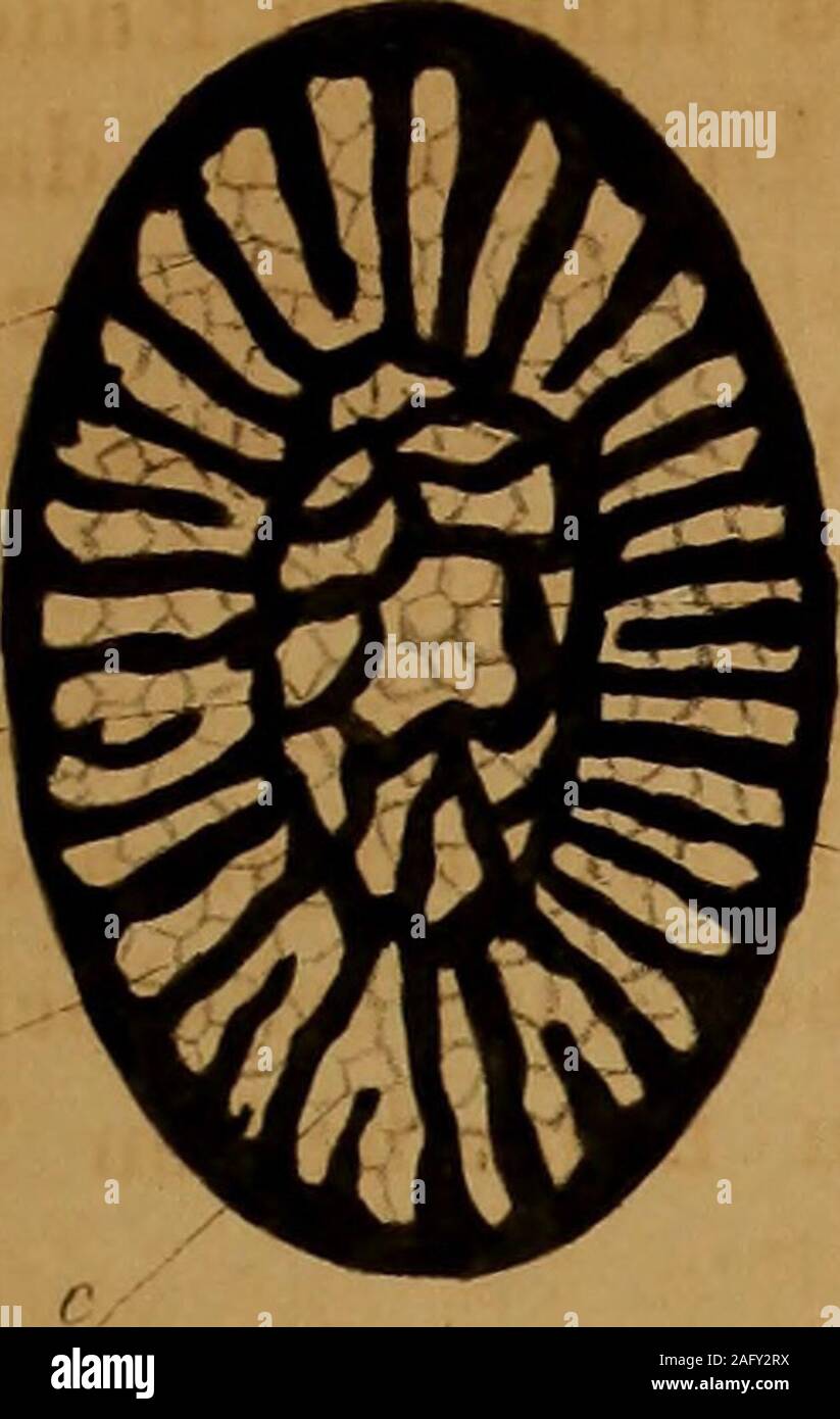 Zirten hi-res stock photography and images - Alamy