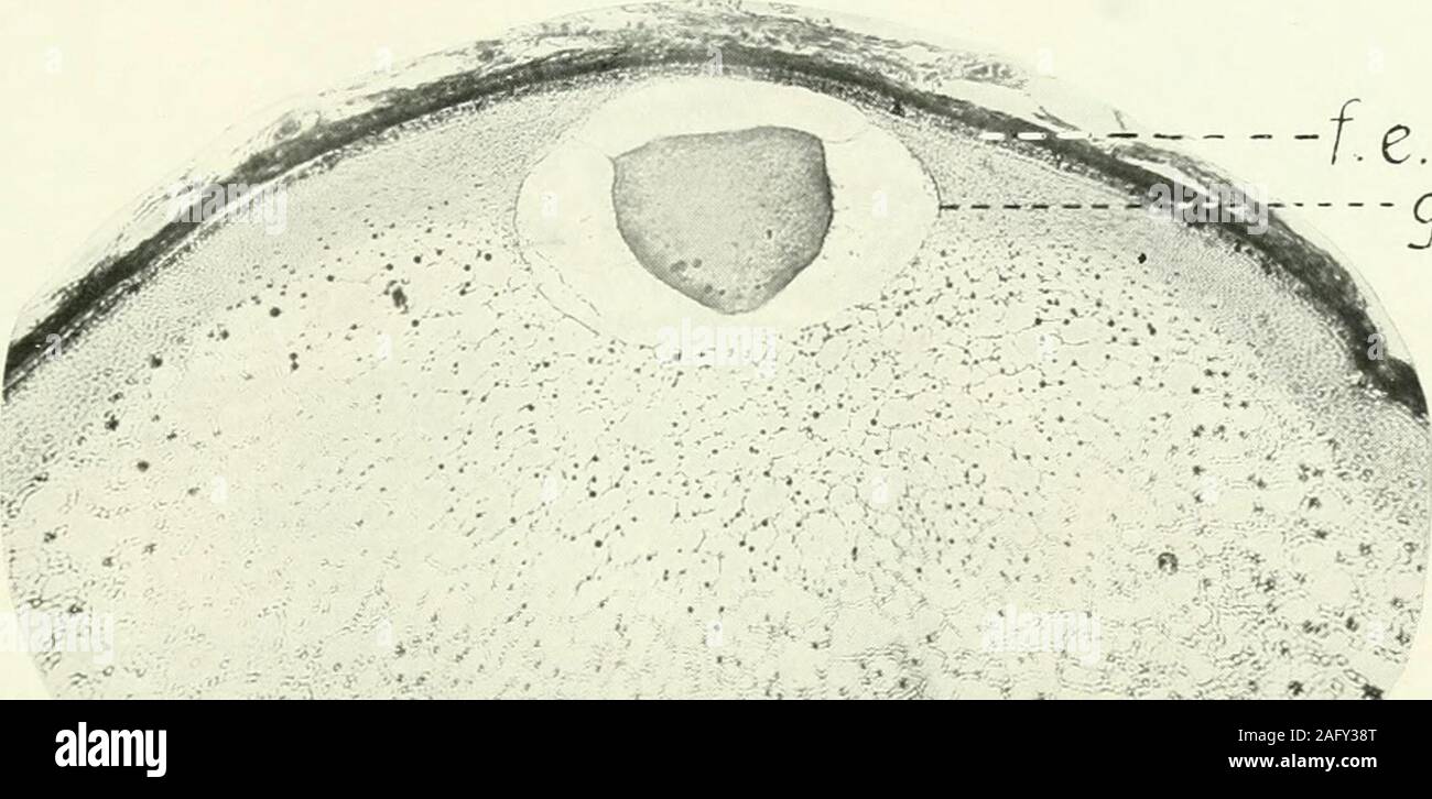 . Journal of morphology. 7 mm. (see fig. 7. forsurface view). Leitz ...
