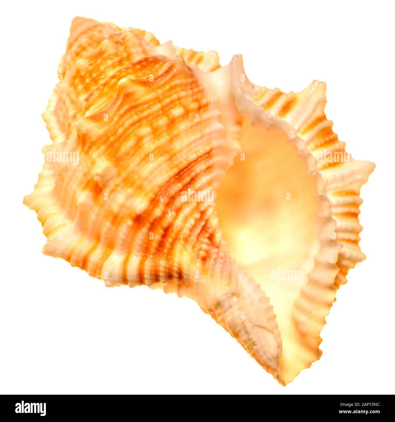 Common Frog shell (Bufonaria rana) c5.5cm. Region: Indo-Pacific / Japan ...