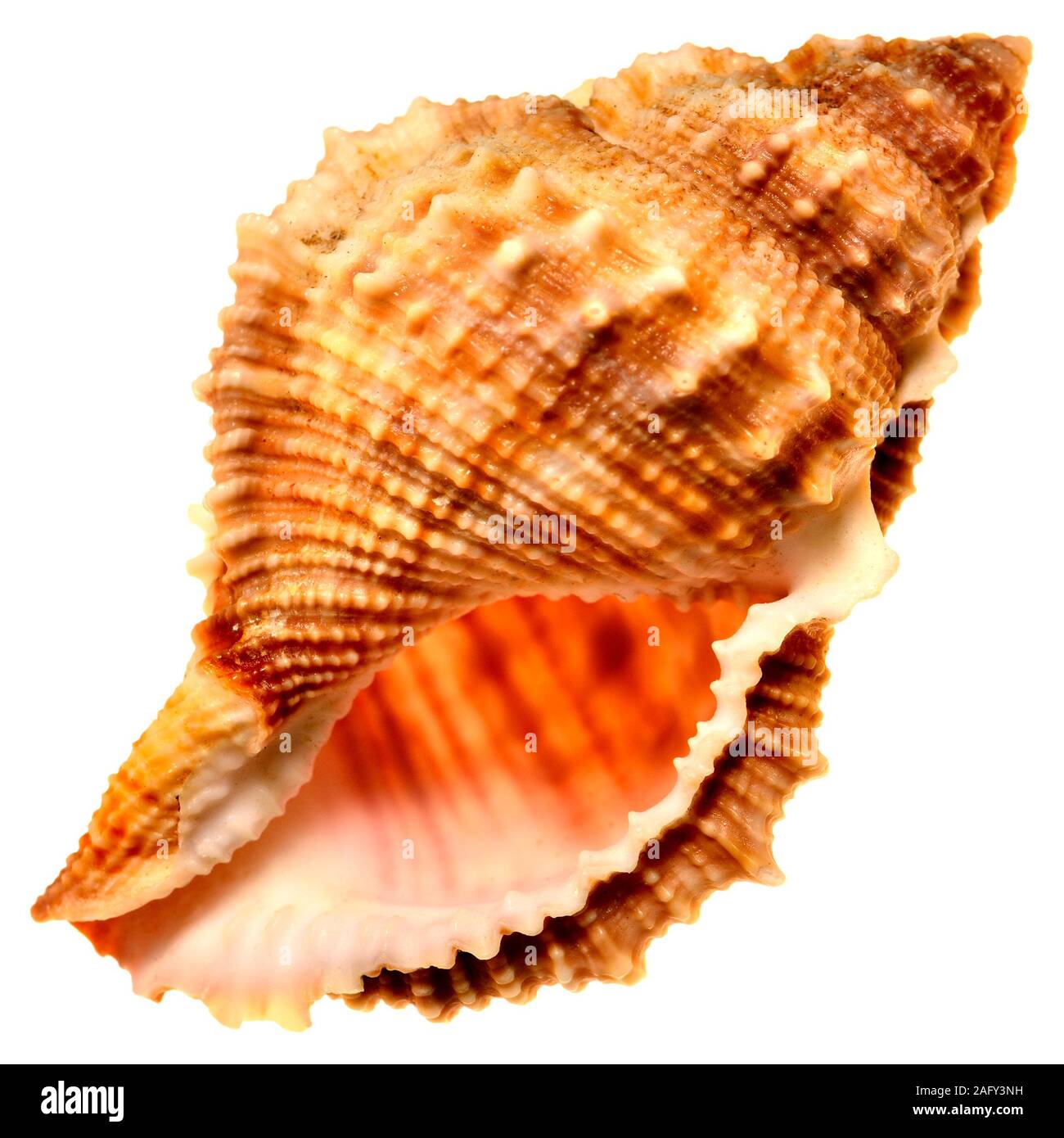 Common Frog shell (Bufonaria rana) c5.5cm. Region: Indo-Pacific / Japan ...