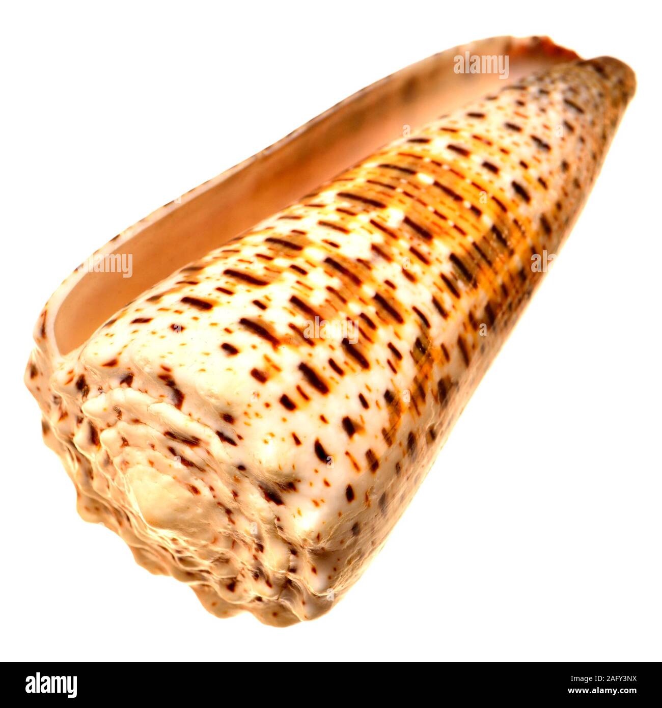 Cone shell conus hi-res stock photography and images - Alamy