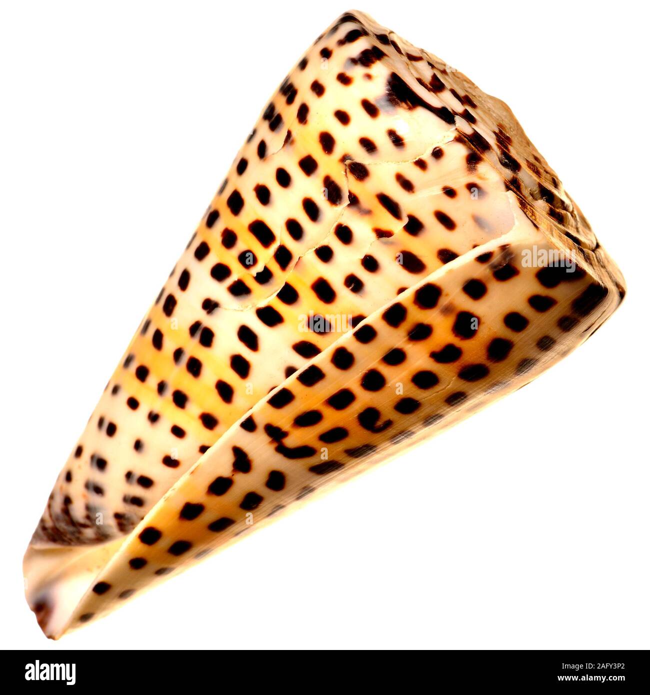 Lettered Cone shell (Conus litteratus) c9cm. Phillipines Stock Photo ...
