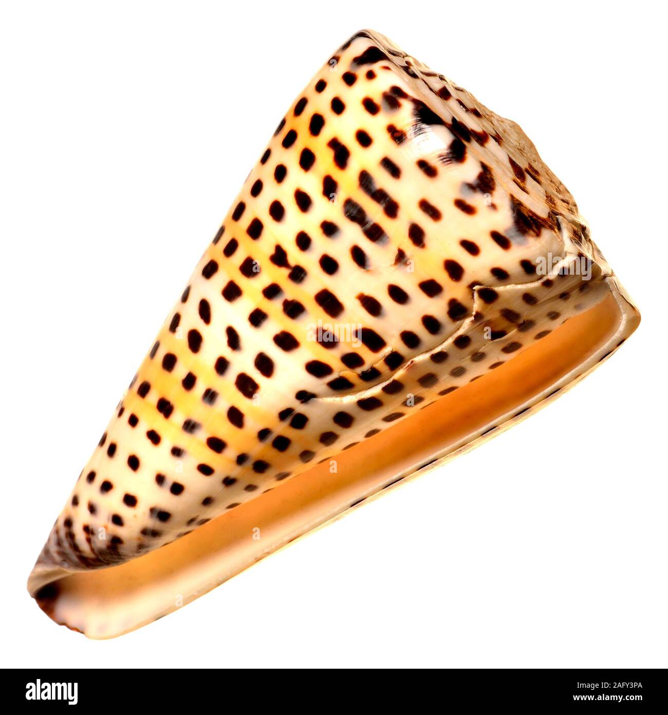 Lettered Cone shell (Conus litteratus) c9cm. Phillipines Stock Photo ...