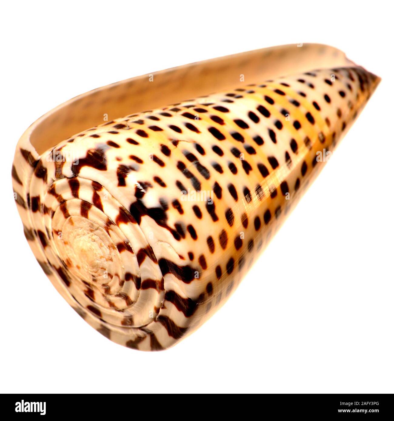Lettered Cone shell (Conus litteratus) c9cm. Phillipines Stock Photo ...