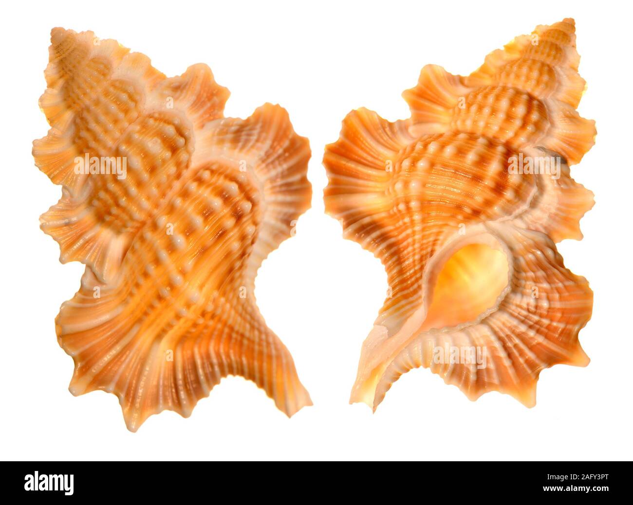 Sea shell triton hi-res stock photography and images - Alamy