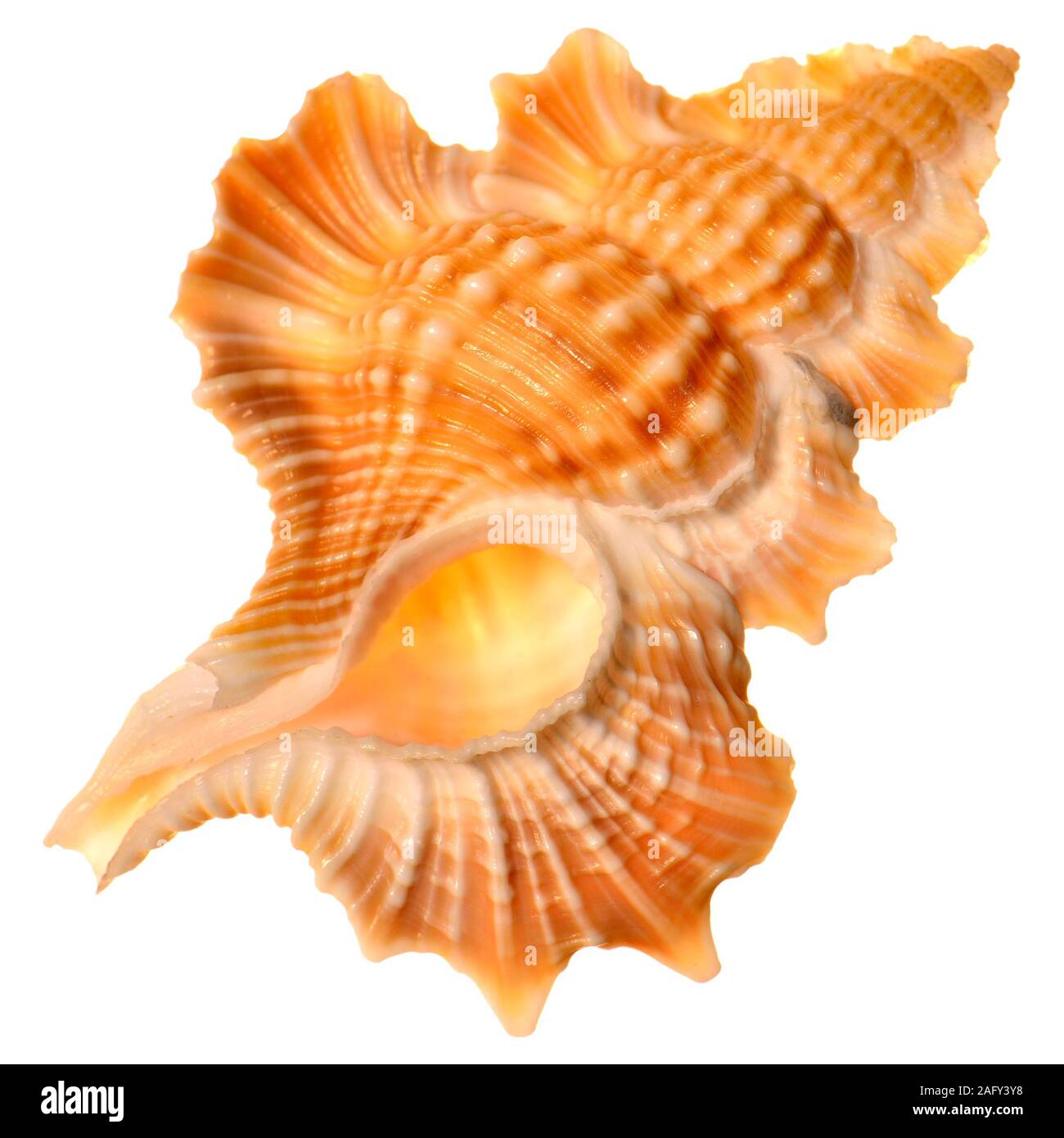 Gyrineum perca hi-res stock photography and images - Alamy