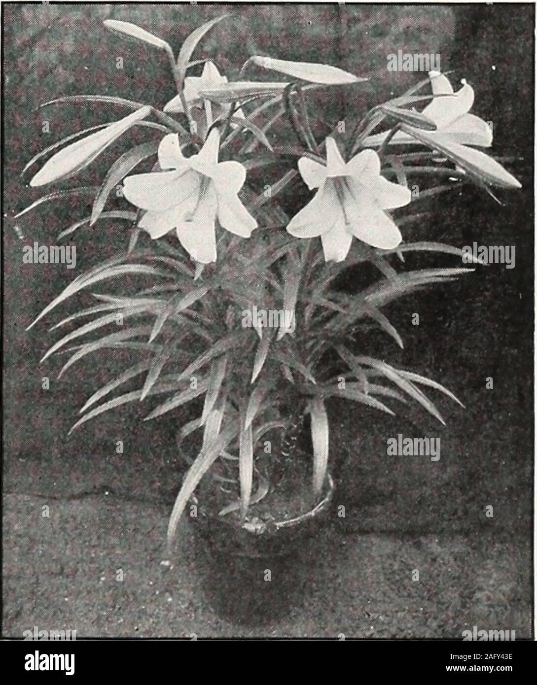 Large trumpet shaped lilies hi-res stock photography and images - Alamy