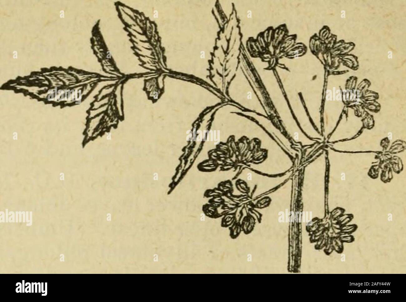 . Flora of Syria, Palestine, and Sinai : from the Taurus to Ras ...