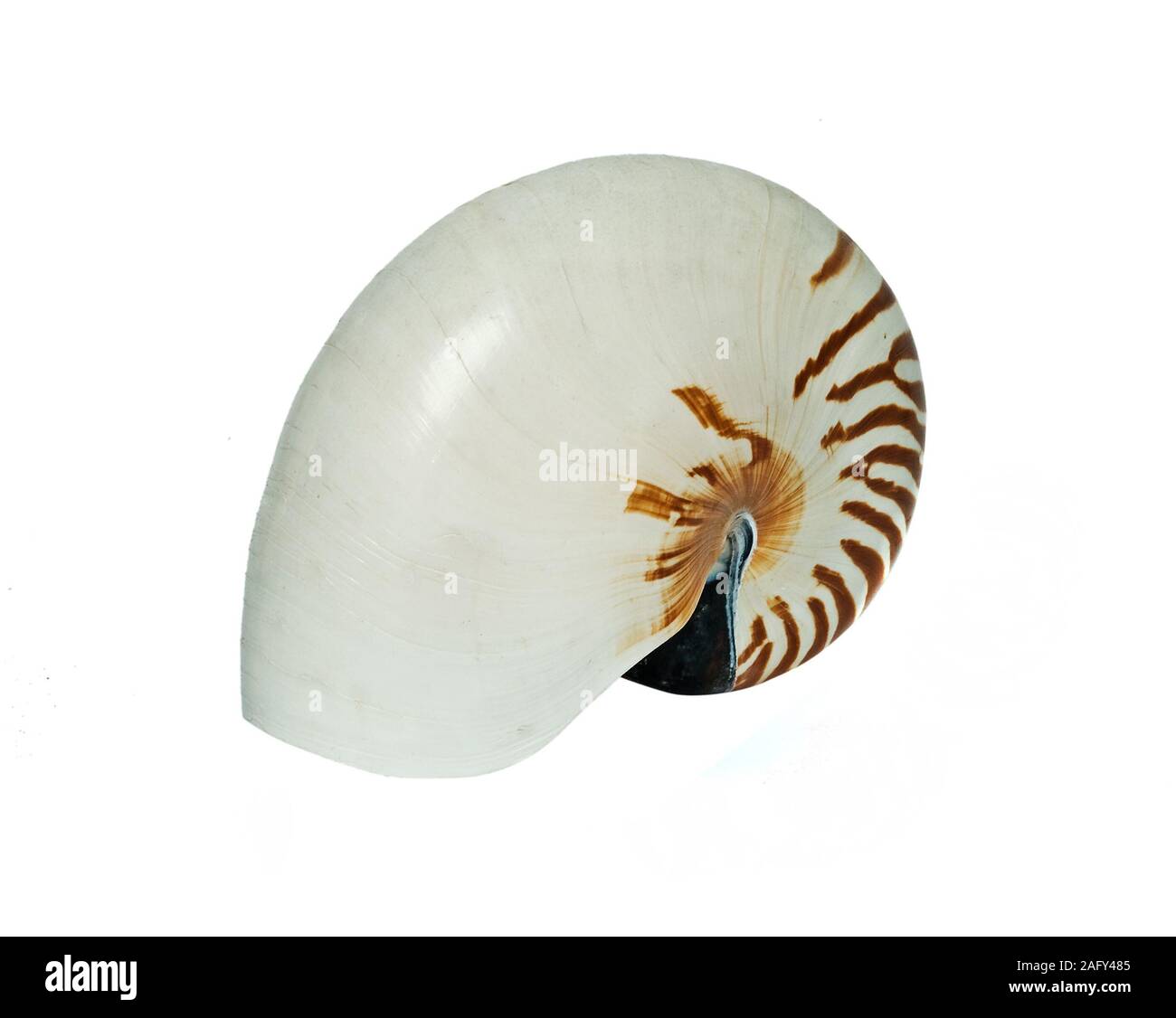nautilus shell isolated on white background Stock Photo - Alamy