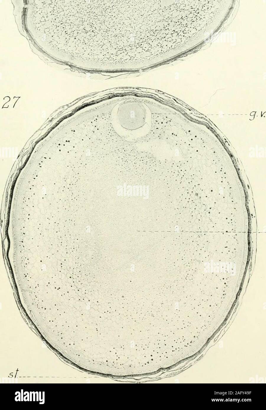 . Journal of morphology. -/D./O.. -Lat. JOURNAL OF MORPHOLOGY. VOL. 23 ...