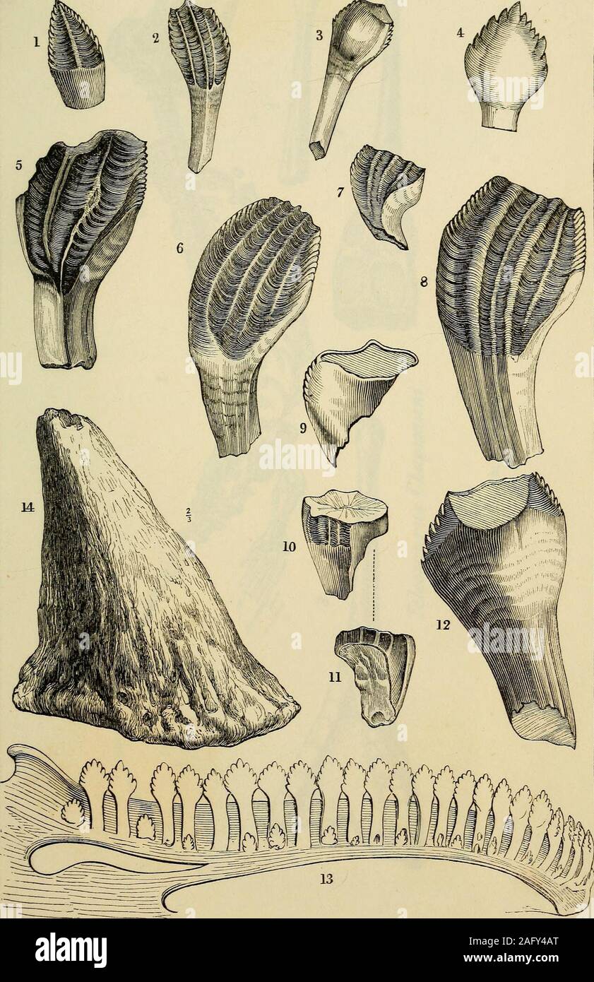. Geology and mineralogy considered with reference to natural theology ...