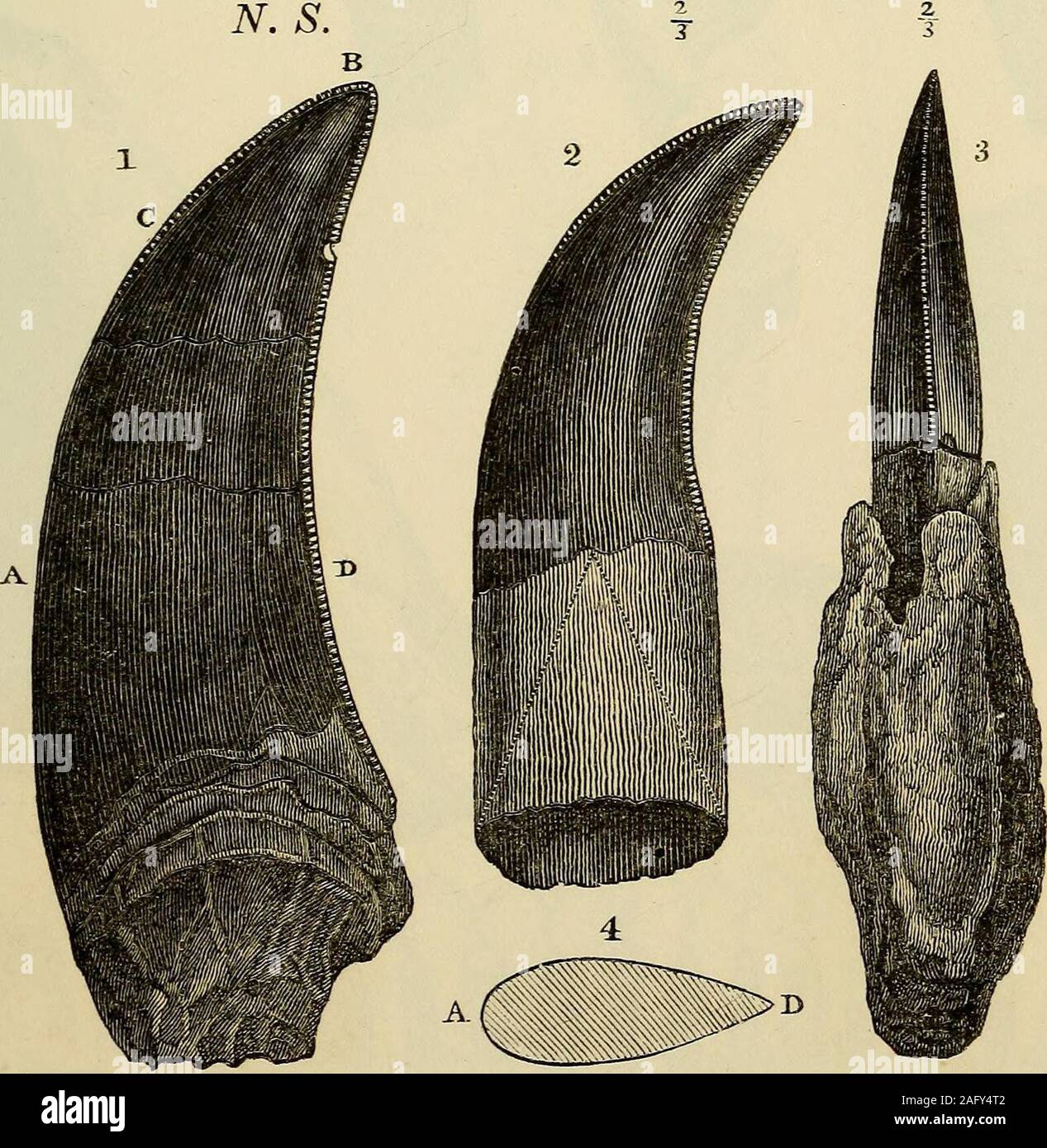 Megalosaurus lower jaw teeth hi-res stock photography and images - Alamy