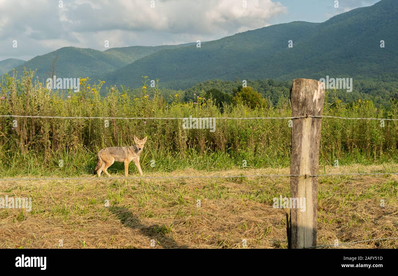 Lone Coyote Behind Fence walks around tall grasses Stock Photo - Alamy