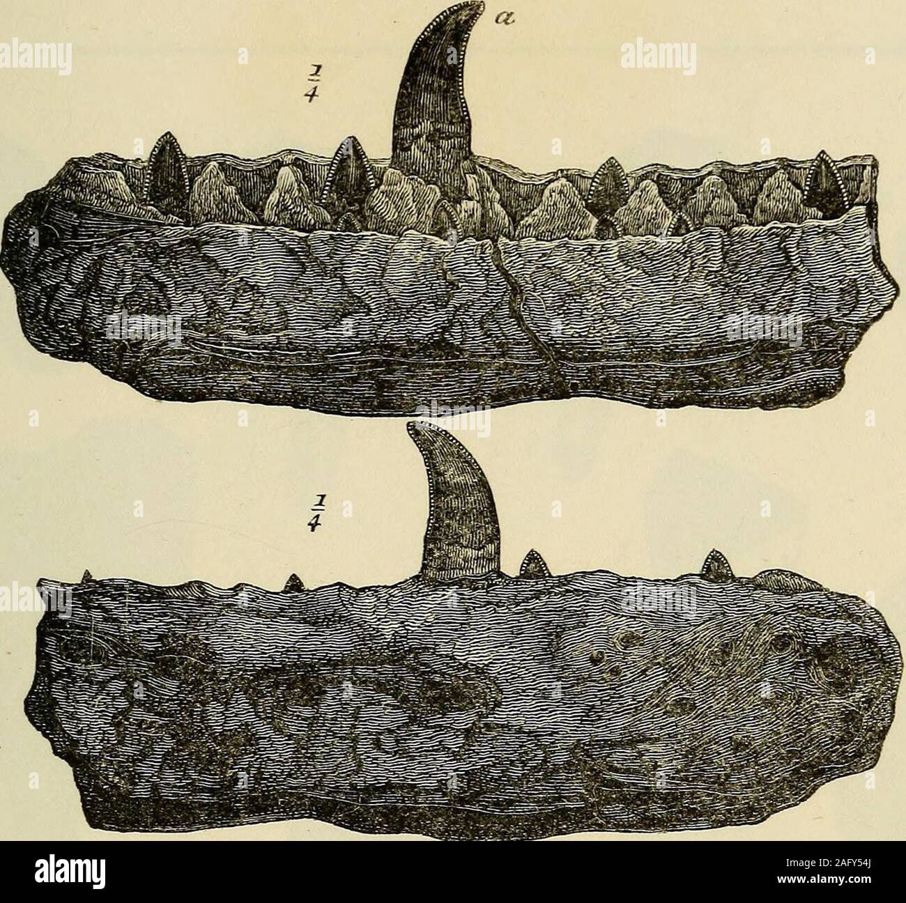 Megalosaurus jaw hi-res stock photography and images - Alamy