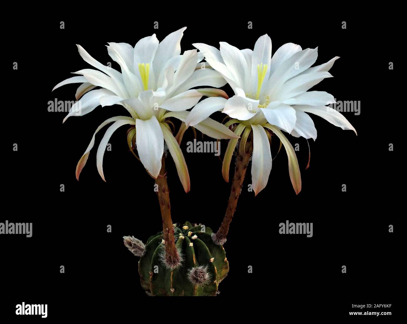 Lily Cactus High Resolution Stock Photography and Images - Alamy