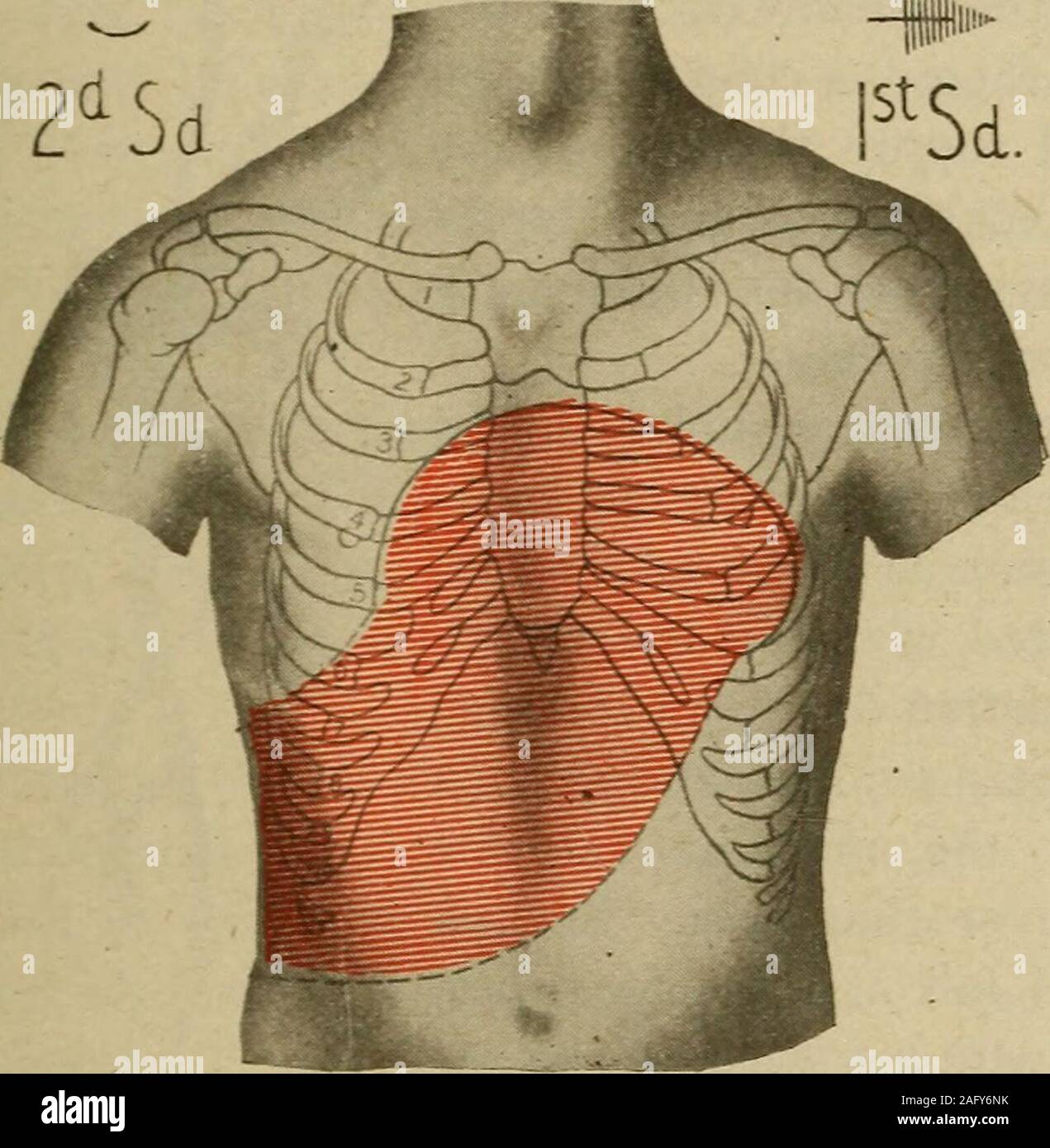 Right auricle hi-res stock photography and images - Alamy