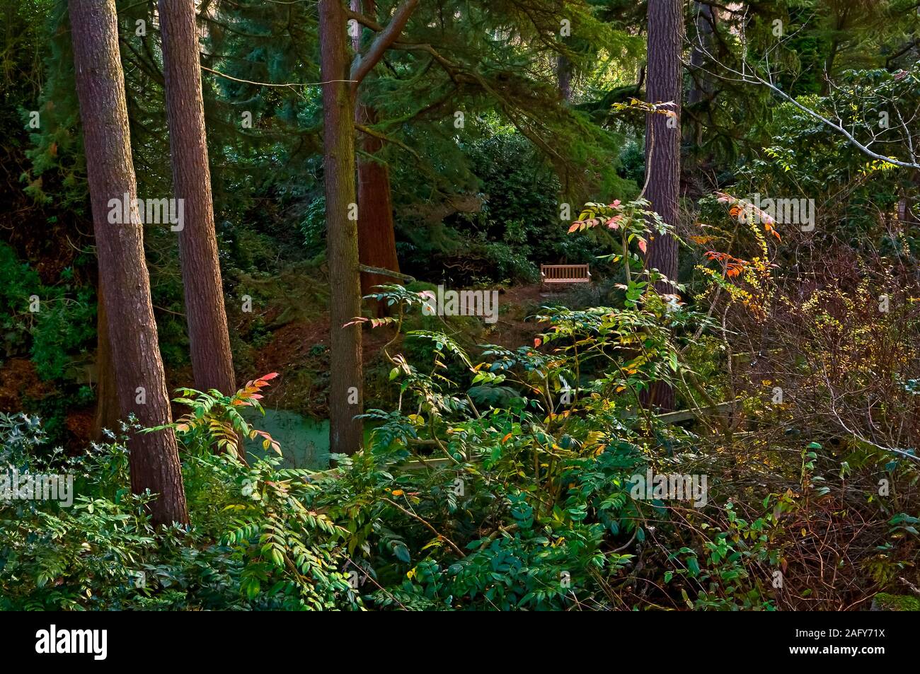 Conifer trunks and a bench in Whinfell Quarry Garden, Sheffield Stock ...
