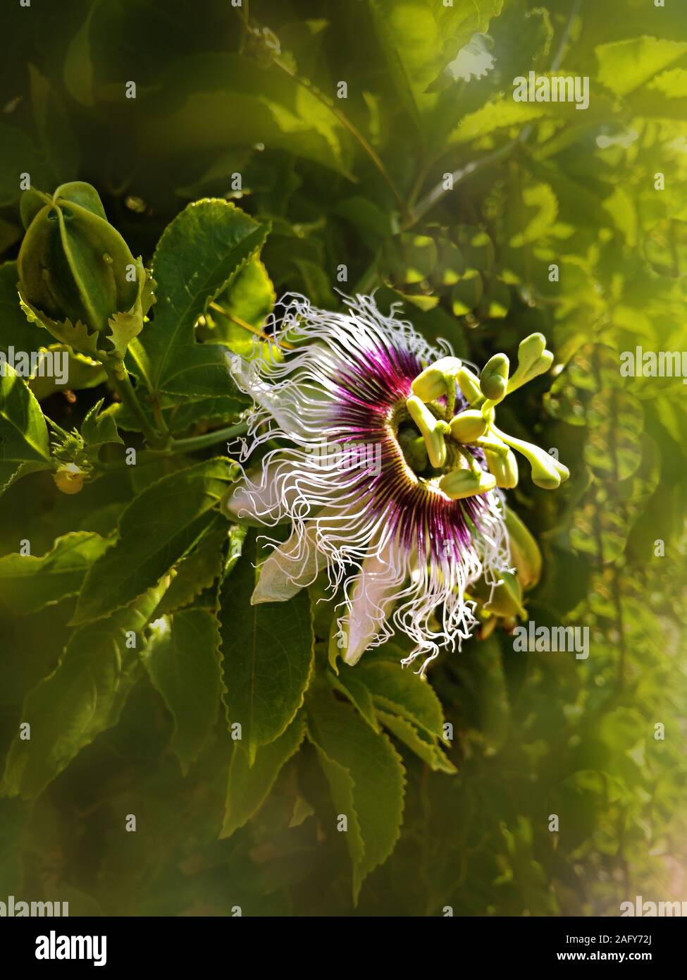 True passionflower passiflora incarnata hi-res stock photography and ...