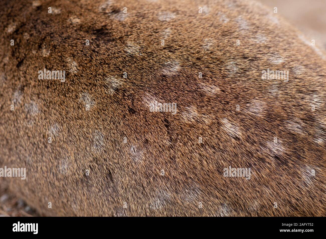 Wild Deer Brown fur skin hair animal texture closeup high detail macro ...
