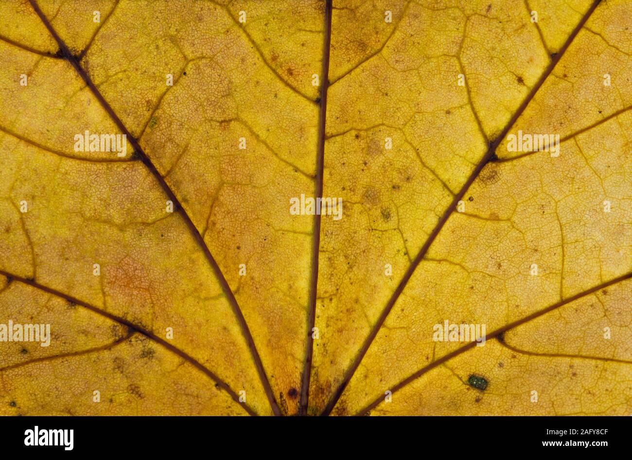 Yellow leaf plant close hi-res stock photography and images - Alamy