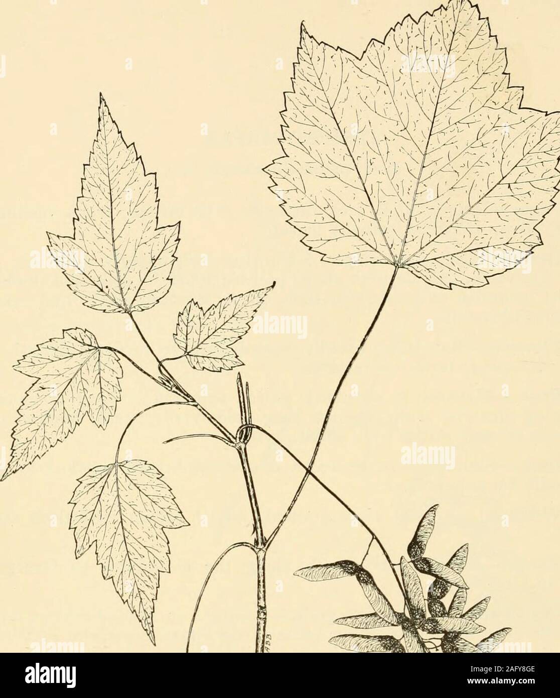 Drooping wing hi-res stock photography and images - Alamy