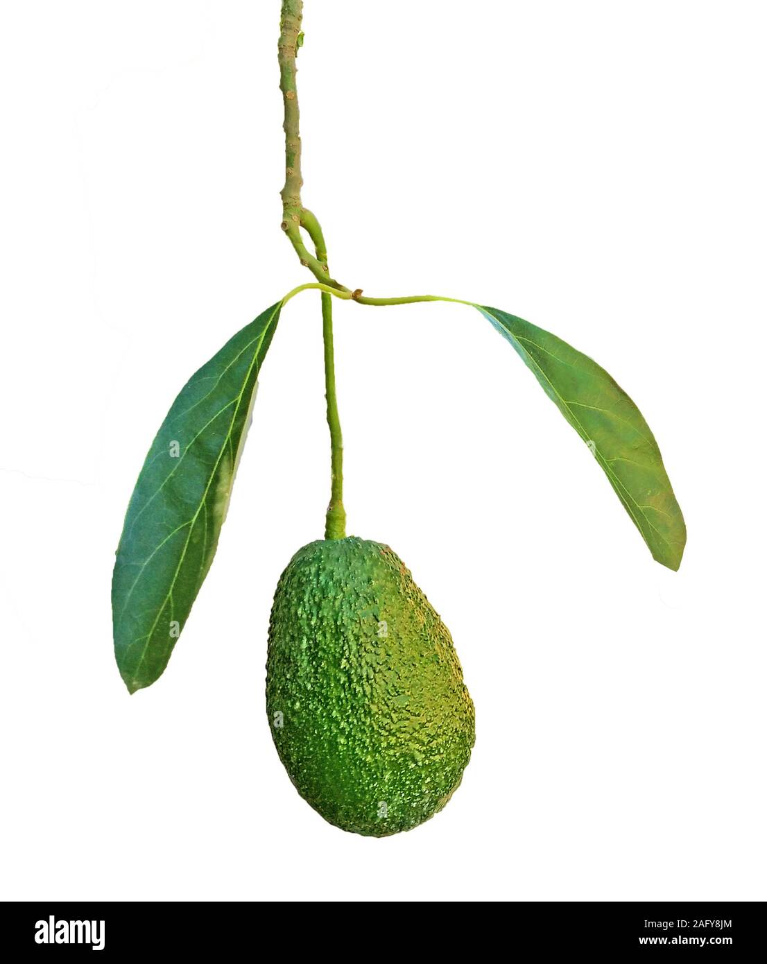 Branch of avocado Stock Photo - Alamy