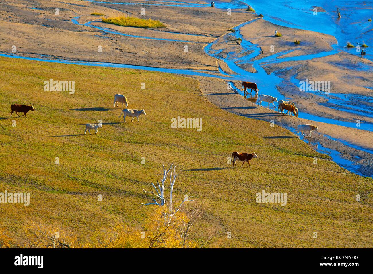 Cattle on grassland Stock Photo - Alamy