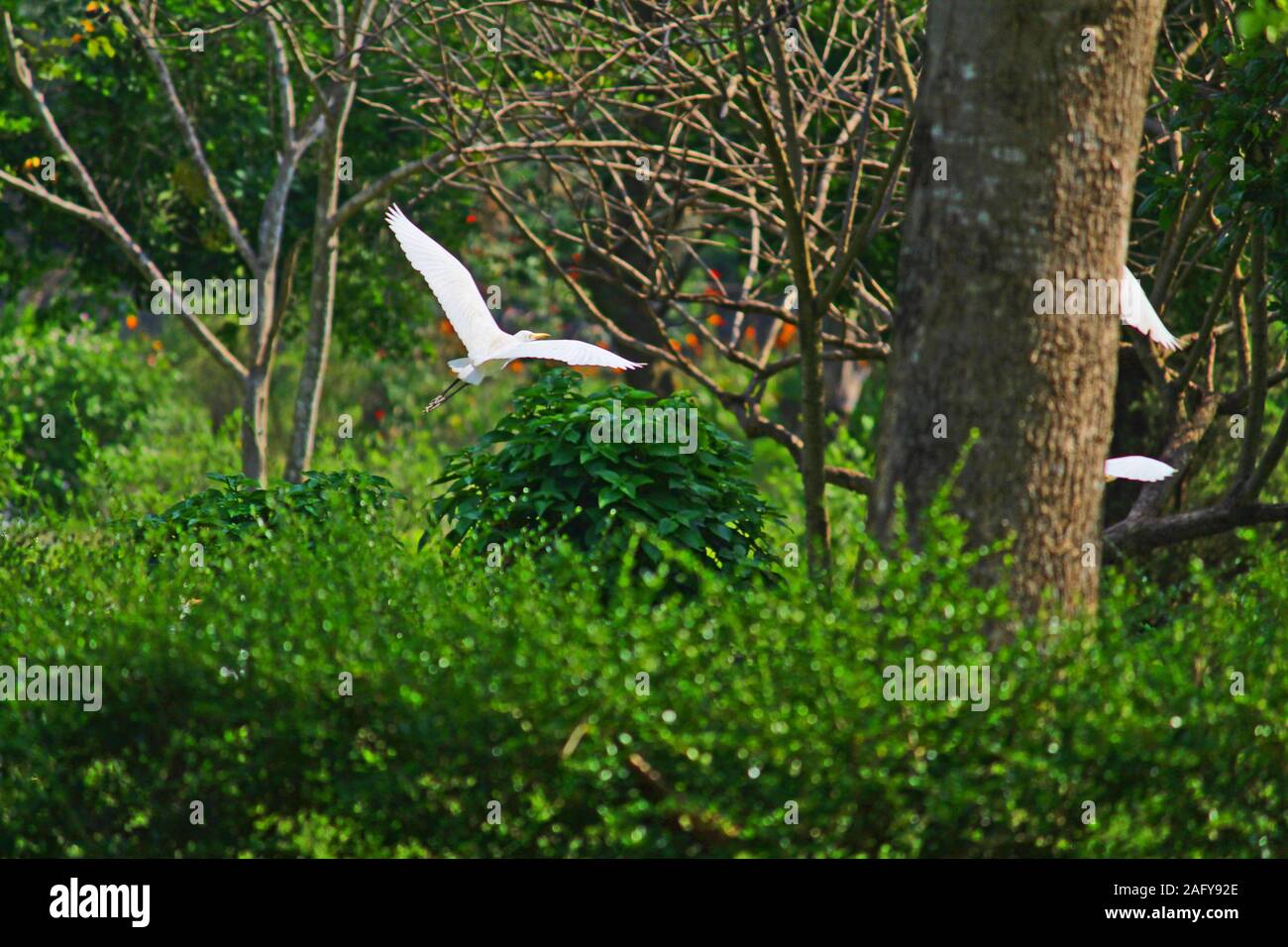 Fauna flying birds hi-res stock photography and images - Alamy